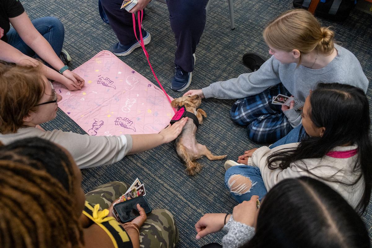 IN A FLASH: Enter The Stress-Free Zone | Kent State Today